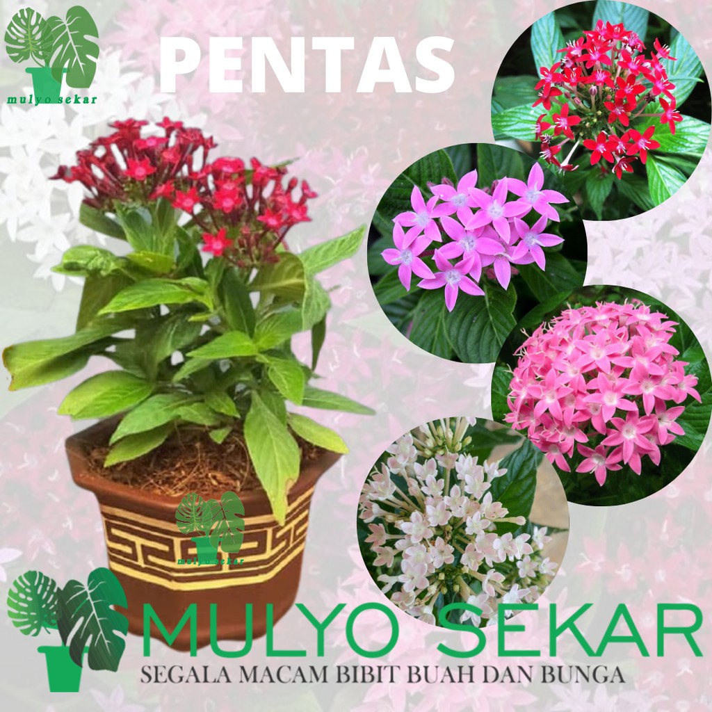 Jual Tanaman hias Verena merah / bunga Pentas | Shopee Indonesia
