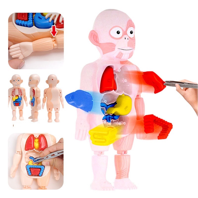 Jual Anatomi Tubuh Manusia Human Body Anatomy Anggota Tubuh Mainan Edukasi Anak | Shopee Indonesia