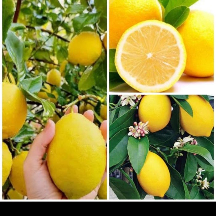 Jual Bibit Jeruk Lemon Jumbo Unggul Tanpa Biji | Shopee Indonesia
