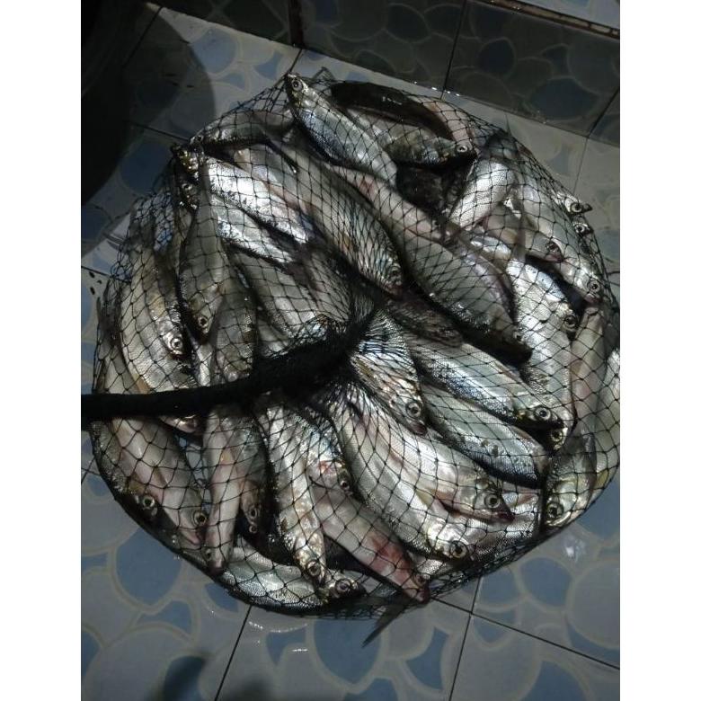 Jual Krumbu Tancap/Korang/Koja/Waring(Wadah Ikan Hasil Tangkapan ...