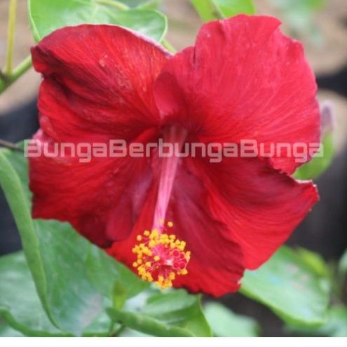 Jual bibit bunga kembang sepatu hybrid bangkok merah ruby | Shopee ...