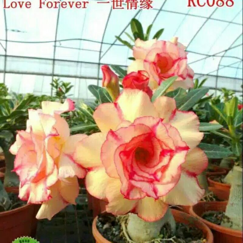 Jual Bibit Tanaman Hias Adenium Love Forever Shopee Indonesia