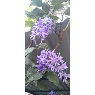 Jual petrea ungu Harga Terbaik & Termurah Juli 2024 | Shopee Indonesia