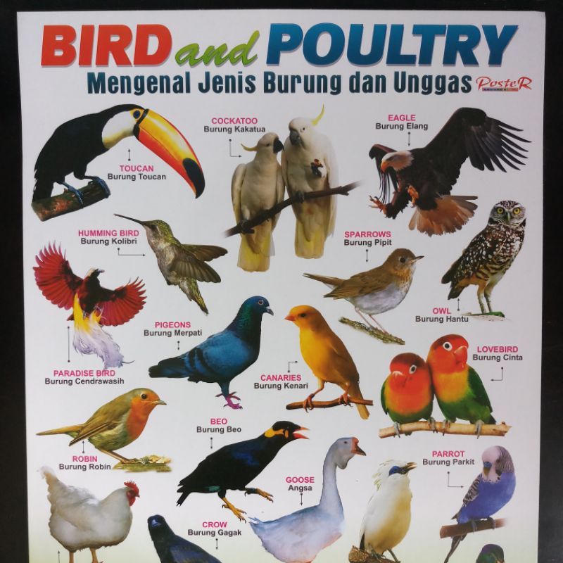Jual poster burung berbagai jenis | Shopee Indonesia