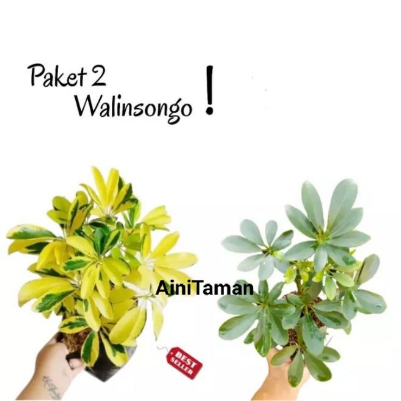 Jual Paket 2 Tanaman hias walisongo / walisongo variegata / walisongo hijau | Shopee Indonesia