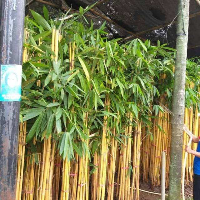 Jual Pohon bambu kuning panda tanaman bambu hias taman | Shopee Indonesia