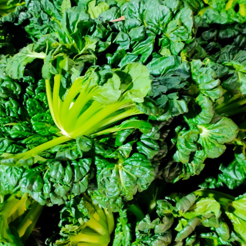 Jual bayam Jepang (horenzo)pagoda | Shopee Indonesia