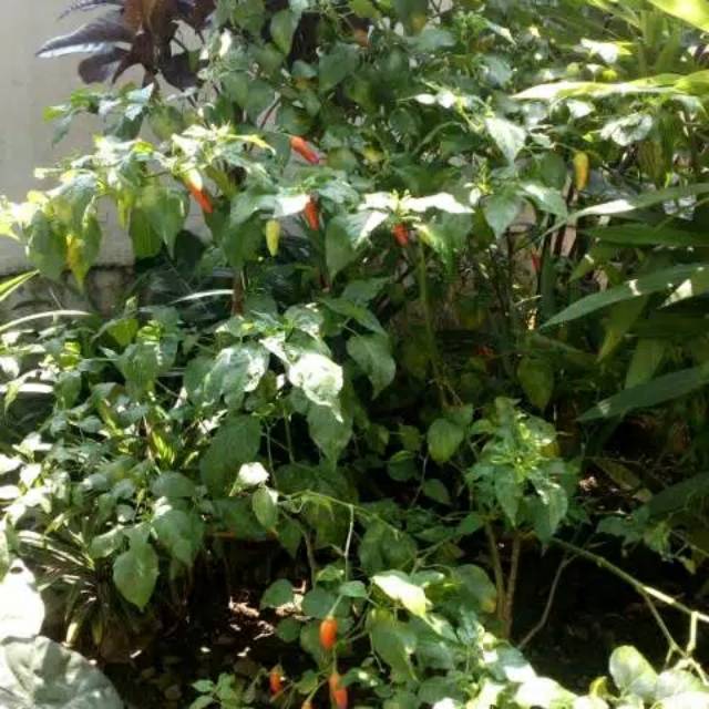 Jual Bibit pohon buah cabe belimbing atau cabe gendot | Shopee Indonesia
