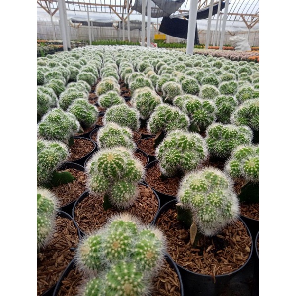 Jual Kaktus noto cluster ( medium ) + freepot | Shopee Indonesia