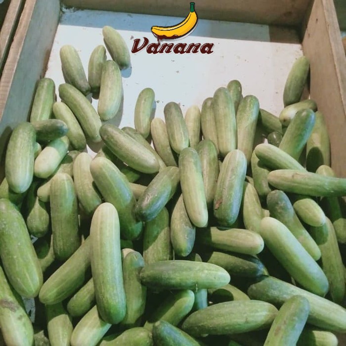 Jual VANANA Sayur Timun 1kg(1000g) | Shopee Indonesia