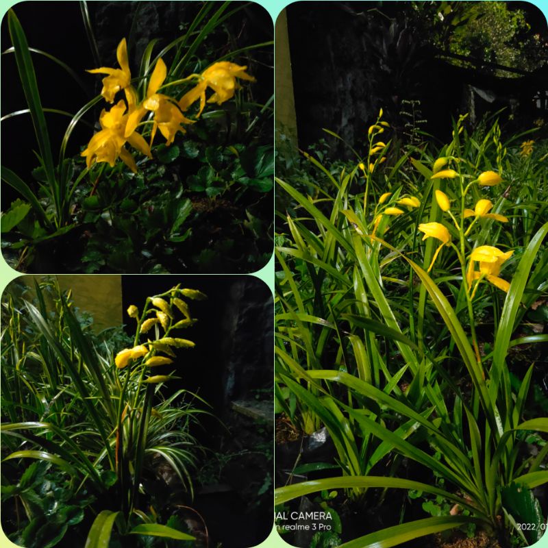 Jual Bunga Cymbidium Anggrek Tanah Kuning | Shopee Indonesia