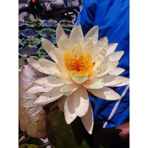 Jual Bunga air Teratai Kuning Emas - tanaman bunga paktanibunga ...