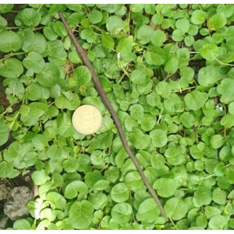 Jual keris cacing Kanil besi aji | Shopee Indonesia