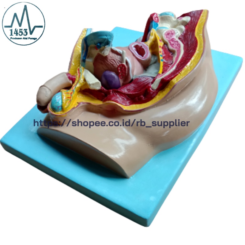 Jual Reproduksi Model Pria / Phantom Manekin-Manikin Penampang Torso ...