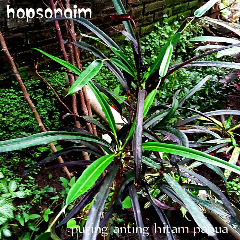 Jual Tanaman Puring Anting Raja Anting Hitam Merah Puring Kelabang 20 ...