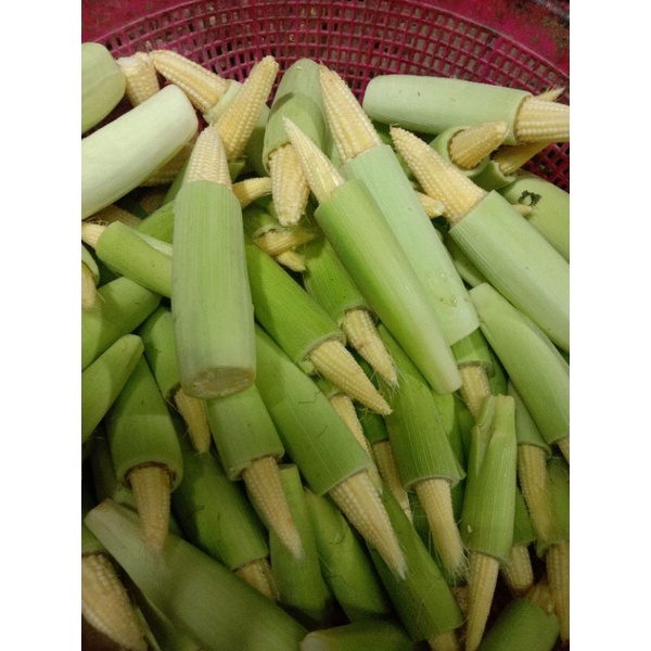 Jual jagung muda/jagung acar/soleng/ sayur segar 500 gram | Shopee ...