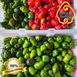 Jual Cabai / Cabe Gendot / Cabe Dieng / Cabe Gendut / Habanero / Cabe ...