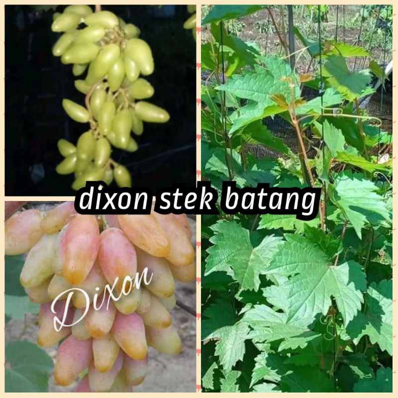 Jual bibit anggur Dixon berbunga | Shopee Indonesia