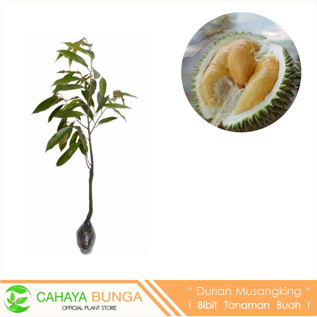 Jual Bibit Tanaman Buah Durian Bawor | Shopee Indonesia