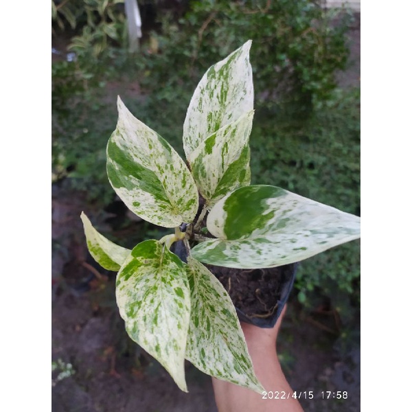 Jual sirih gading varigata / marble | Shopee Indonesia