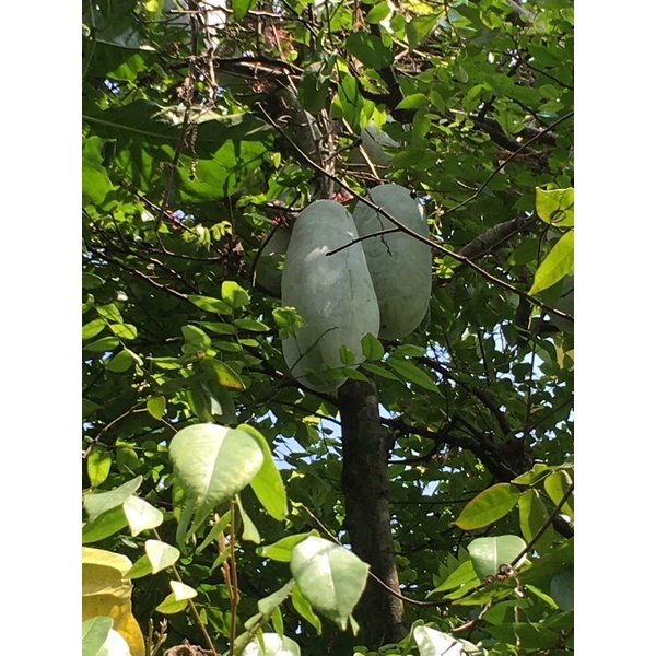 Jual Buah Bligo Beligo Kundur Winter Melon Bahan Manisan Sayur Herbal 1 ...