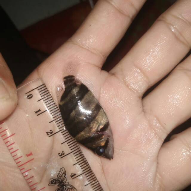 Jual Datznoid/ datz borneo | Shopee Indonesia