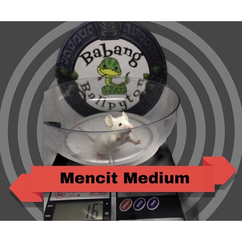Jual Mencit Medium (per 3 ekor) | Shopee Indonesia