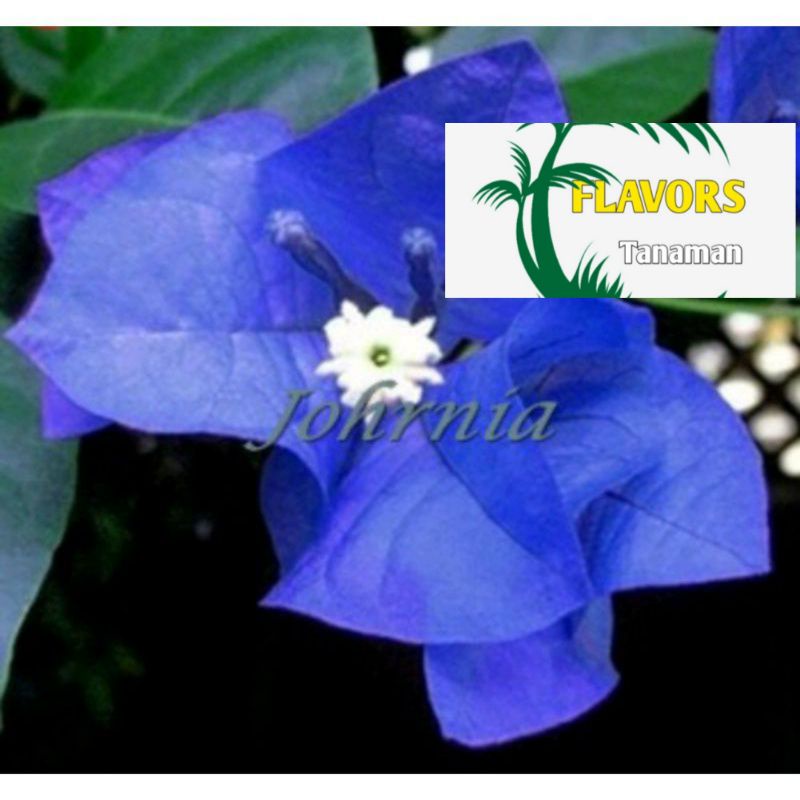 Jual TERLARISSS !!! TANAMAN BUGENVILLE / TANAMAN HIAS BUGENVIL BUNGA ...