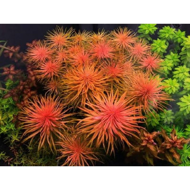 Jual Ludwigia vercillata pantanal 10 batang tanaman aquascape | Shopee ...