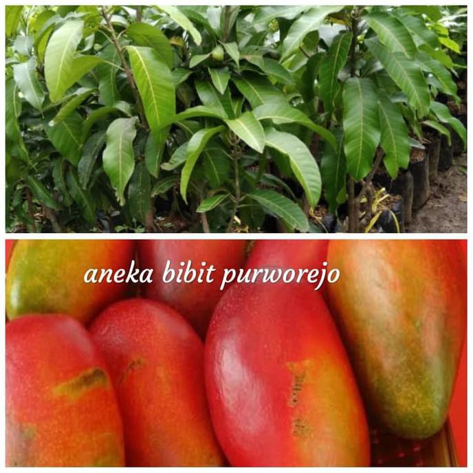 Jual P0K Bibit Tanaman Buah Mangga Red Emperor Unik Dan Eksotik Buahnya ...