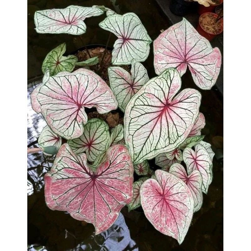 Jual caladium ameera / calaadium amira / caladium amera / caladium ...