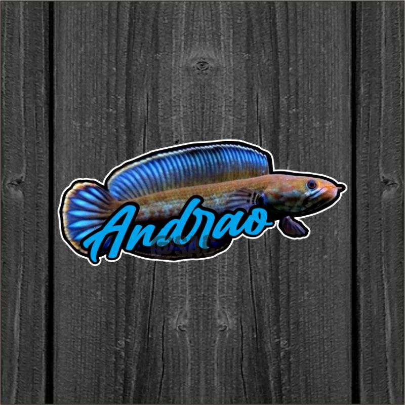 Jual Stiker ikan | Channa Andrao | Shopee Indonesia