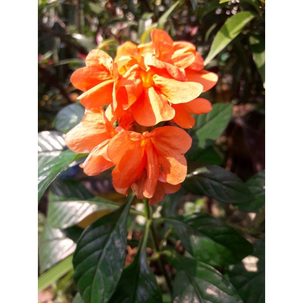 Jual Bunga Crossandra atau Rosandra | Shopee Indonesia