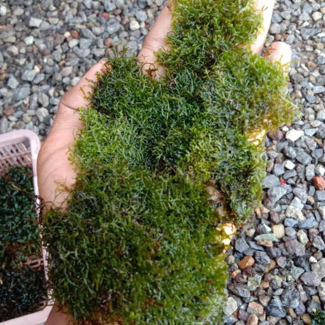 Jual Moss Ricardia Tanaman Aquascape | Shopee Indonesia