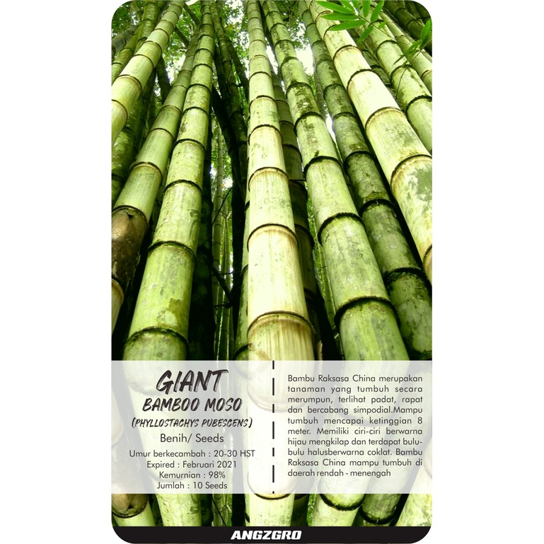 Jual 10 Benih Biji Bambu China Raksasa Giant Bamboo Moso | Shopee Indonesia