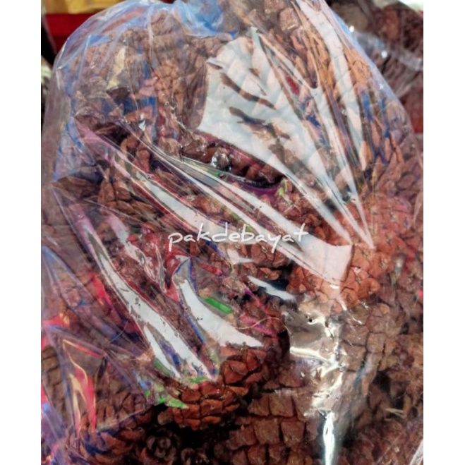 Jual Biji Rotan, Bunga Pinus, Biji Cemara, Jinitri (Biji-Bijian kiloan ...