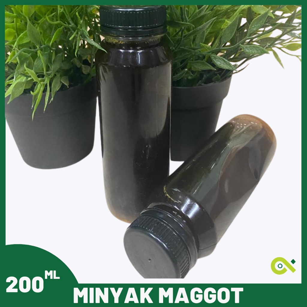 Jual Grosir ! Minyak Maggot Steril. Tinggi Asam Amino (BSF Crude Oil ...
