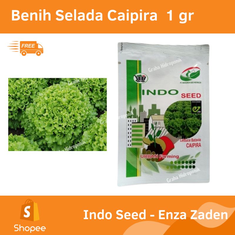 Jual Benih Biji Bibit Selada Caipira Batavia Lettuce Indo Seed EZ 1 gr ...