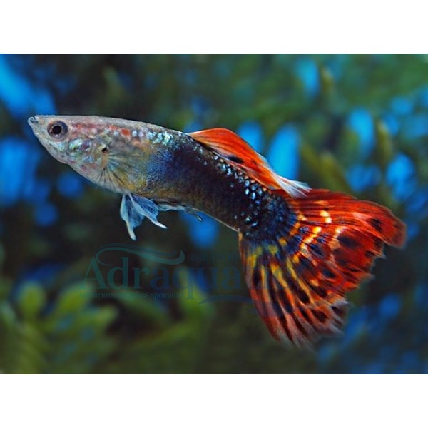 Jual (INSTANT BANDUNG) IKAN HIAS GUPPY DRAGON AIR TAWAR AQUARIUM | Shopee Indonesia