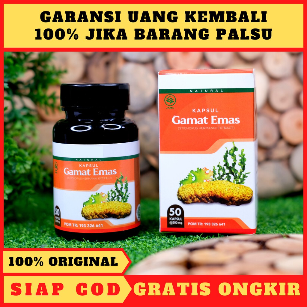 Jual Kapsul Gamat Emas - Obat Varikokel, Testis Bengkak, Hidrokel pada ...