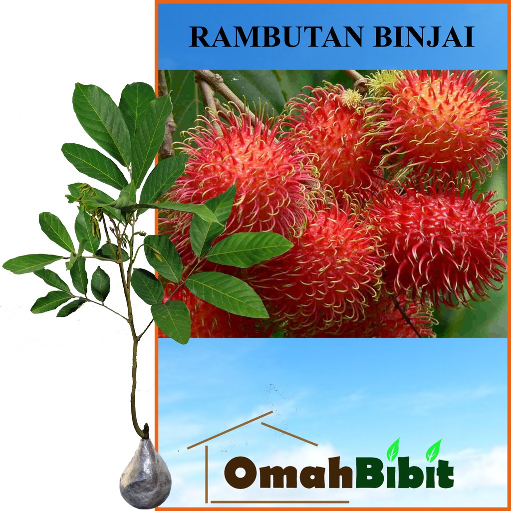 Jual Tanaman Rambutan Binjai (Tinggi 60-80 cm ) | Shopee Indonesia