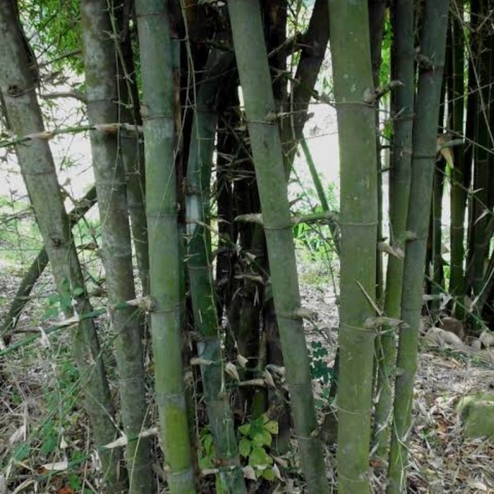 Jual Paket 10 Batang Bibit bambu hijau atau bambu aur bambu ampel ...