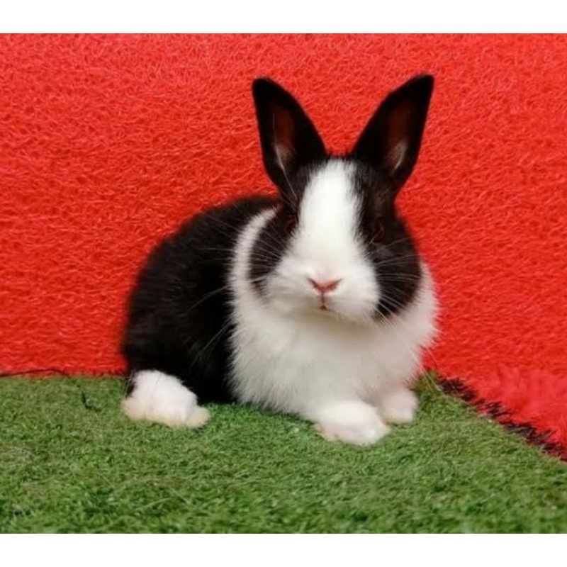 Jual Kelinci Mini Dutch Import Belanda Kelinci Mini Panda | Shopee ...
