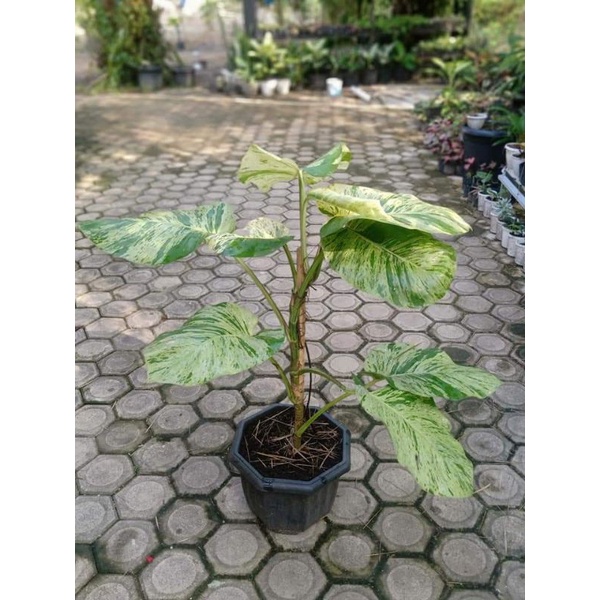 Jual anakan marble queen pothos /sirih marble variegata jumbo ...