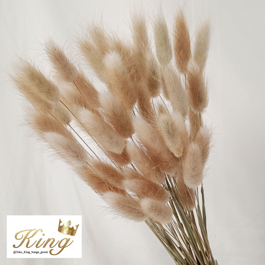Jual (50 pcs) Dried Flower Lagurus Rabbit/ Bunny Tail Natural Bunga ...