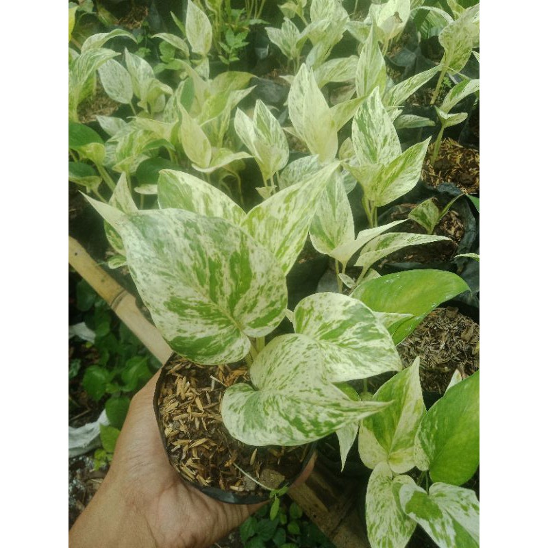 Jual Sirih belanda; tanaman hias bunga hidup | Shopee Indonesia