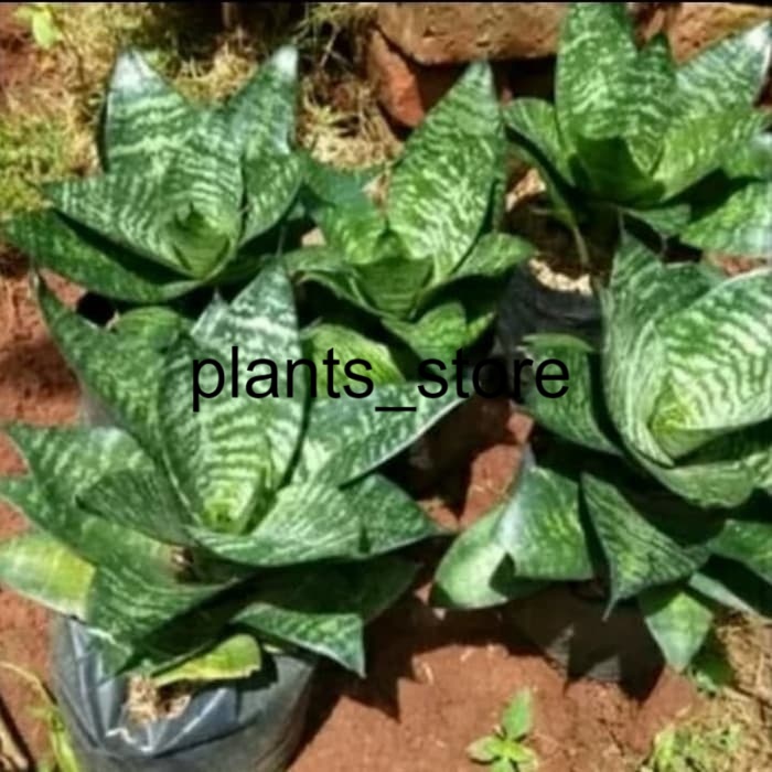 Jual Tanaman Hias Sensivera Mini Hijau Pohon Tapis Kodok plants_store ... Jual Tanaman Hias Sensivera Mini Hijau Pohon Tapis Kodok plants_store ...