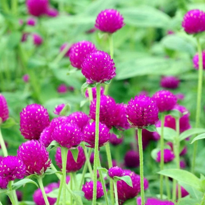 Jual Victory Seed Bibit Benih Bunga Kenop Ungu (Isi 10 Biji) | Shopee ...