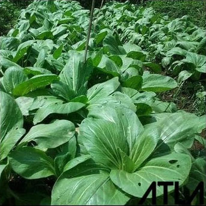 Jual Dapatkan Benih Black Mustard 10 Gr Biji Sawi Hitam Bibit Tanaman ...