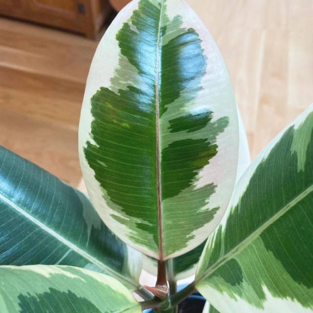 Jual Ficus elastica variegata | Tanaman hias daun karet kebo variegata ...